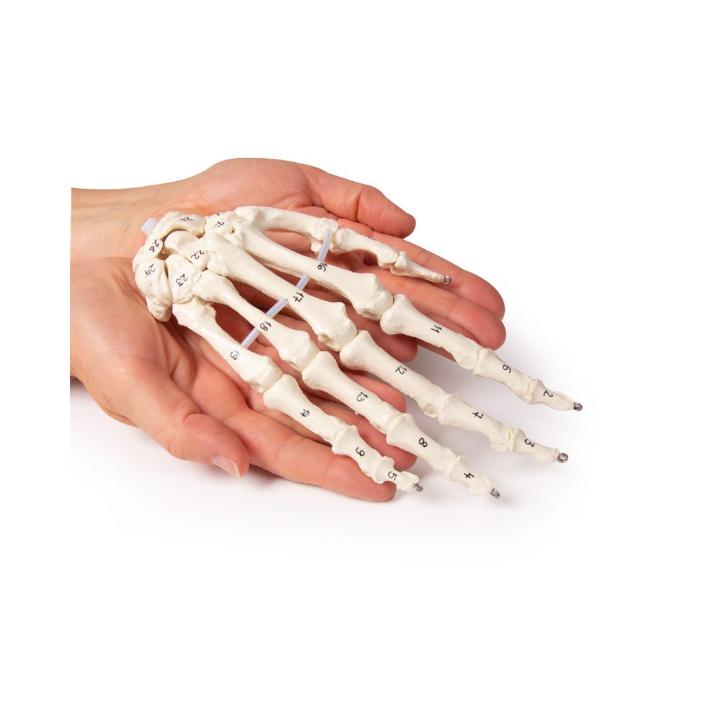 Skeleton of the hand with bone numbering