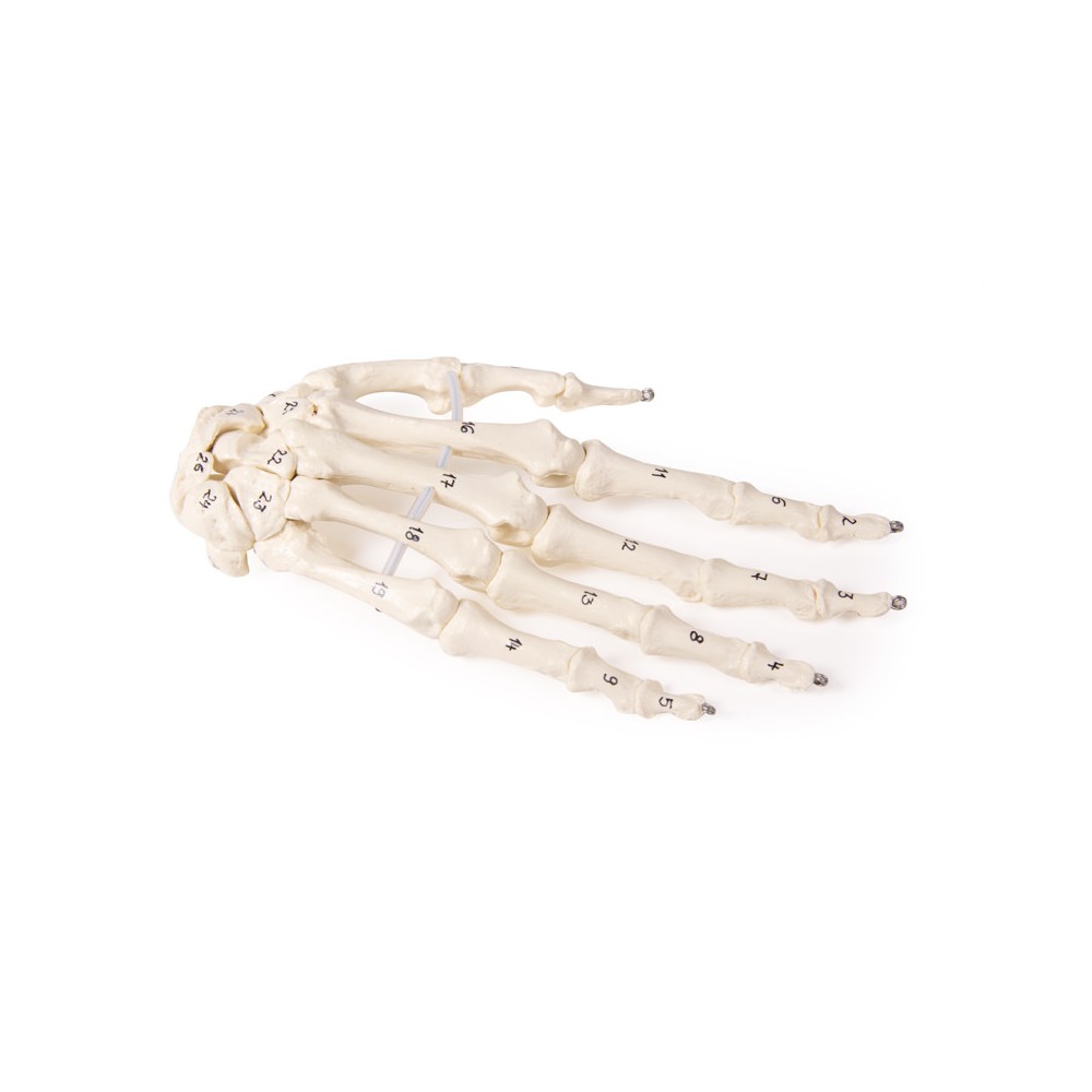Skeleton of the hand with bone numbering